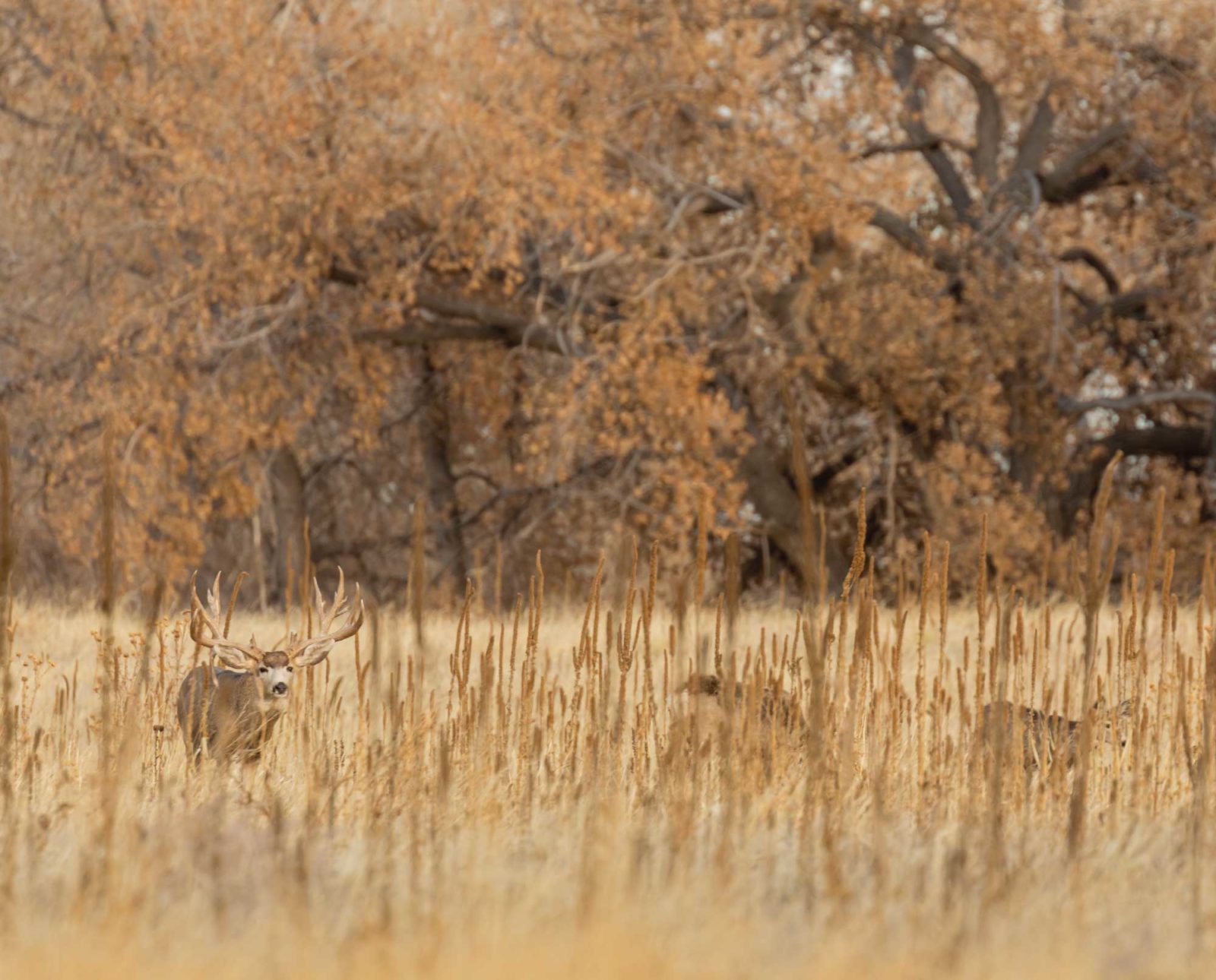How We Conserve - Mule Deer Foundation