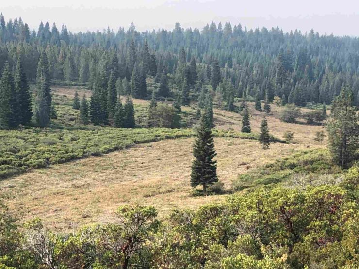 California Forestry Management Stewardship - Mule Deer Foundation