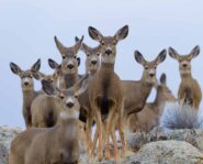 Mule Deer Foundation - Conservation of Mule and Black-tailed Deer