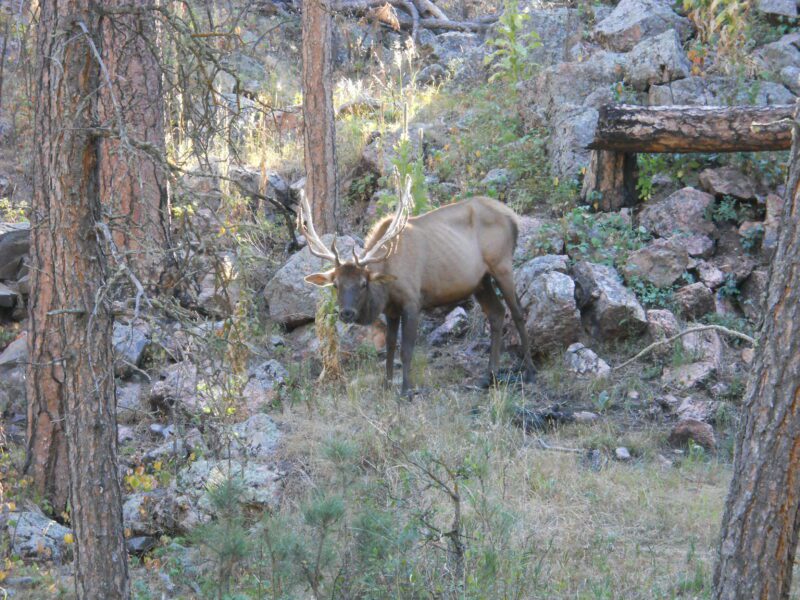 Chronic Wasting Disease - After the Harvest