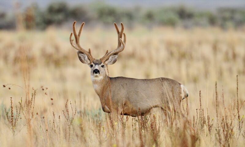 Early Season Mule Deer Tactics: Spot-and-Stalk Success in Velvet - Mule ...
