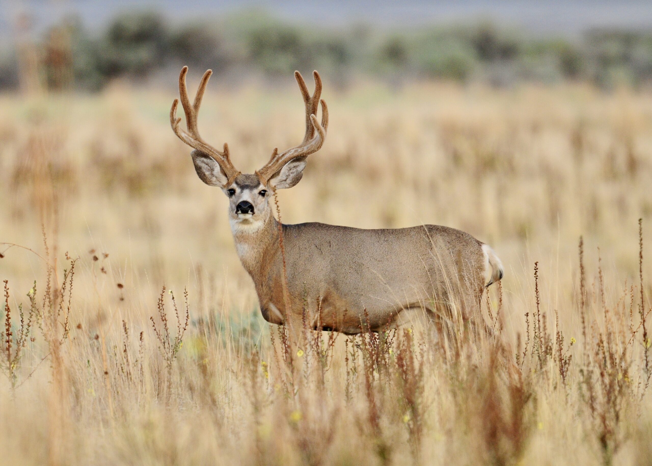 Mule Deer in Montana: Range, Ecology, and Why They Matter - Mule Deer ...