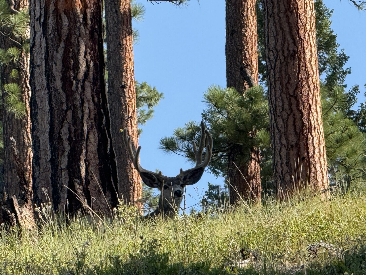 Restoring Trophy Mule Deer Habitat in Montana's Bitterroot National ...