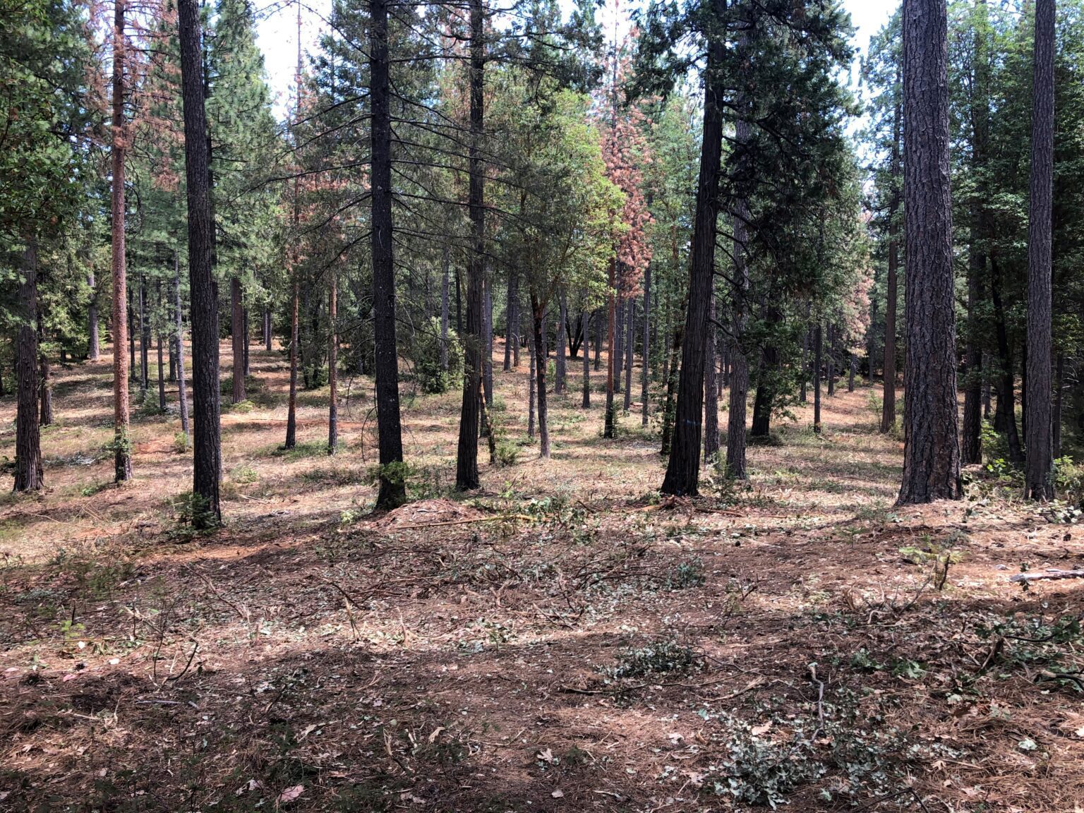 Strengthening Forest Health and Community Safety in Northern California ...