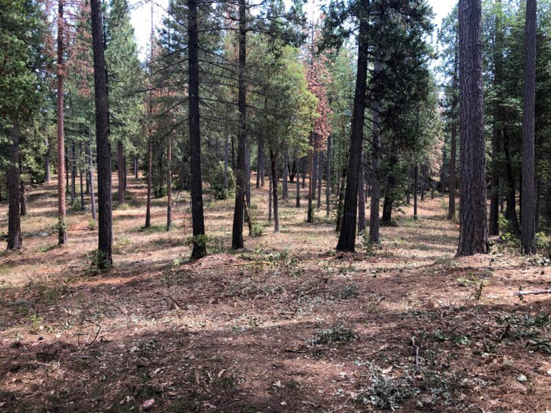 Strengthening Forest Health and Community Safety in Northern California ...