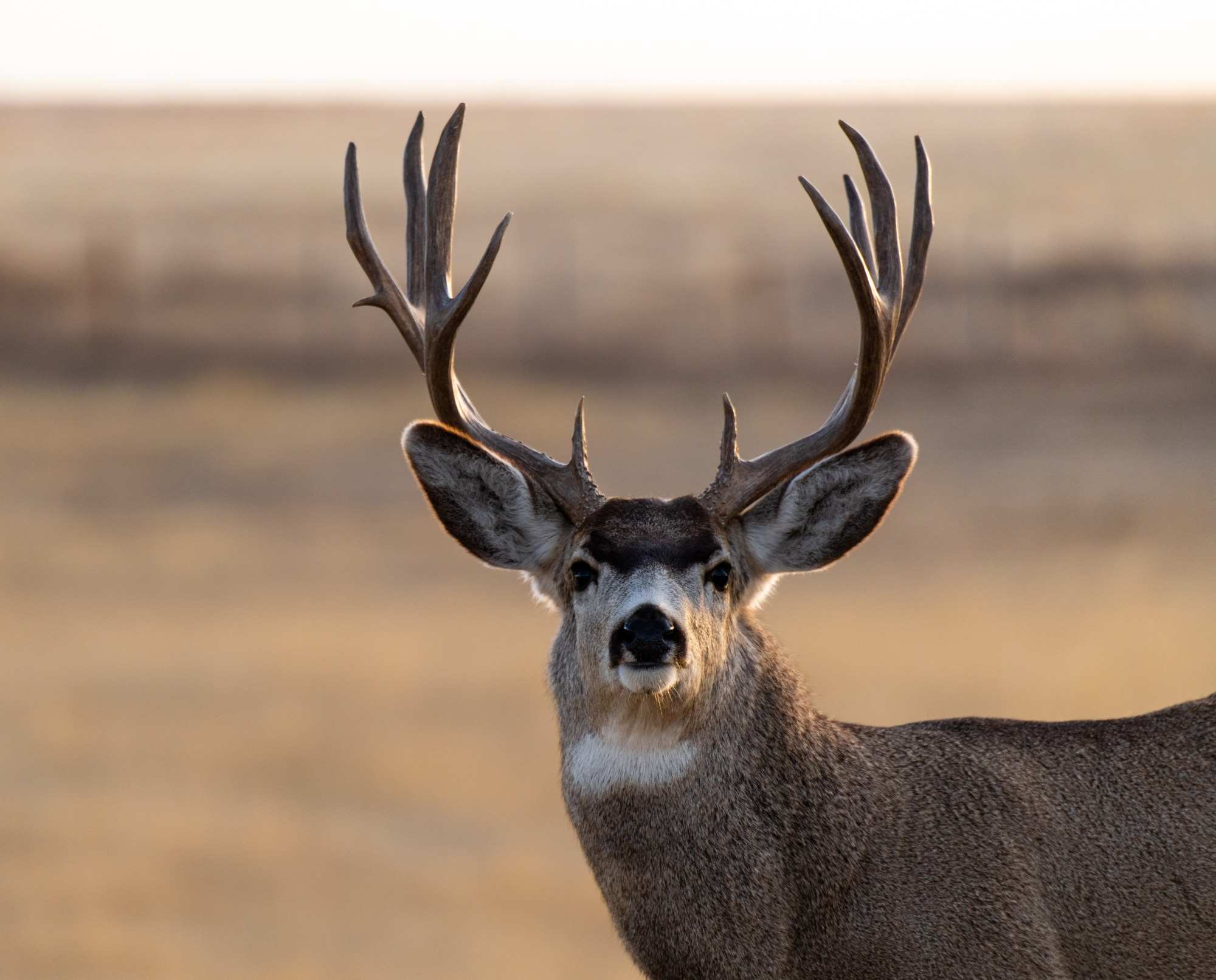 New Mexico Lt. Governor's Deer Enhancement License